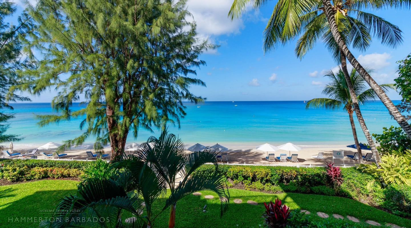 Old Trees 8 - Sunset, Paynes Bay, Barbados